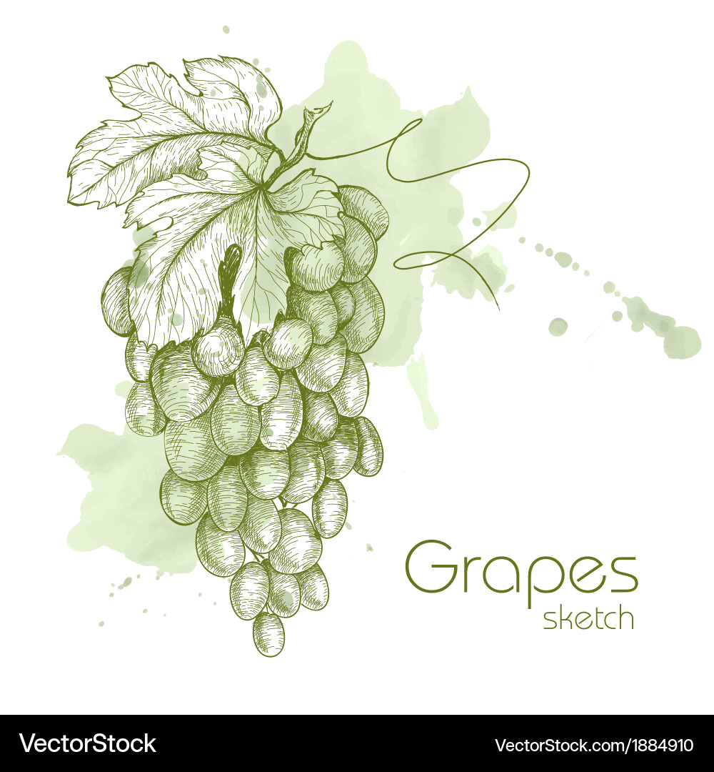 Hand Drawn Grapes Sketch Royalty Free Vector Image
