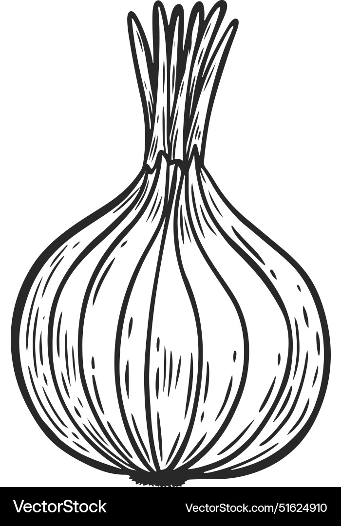 Onion food ingredient line drawing Royalty Free Vector Image