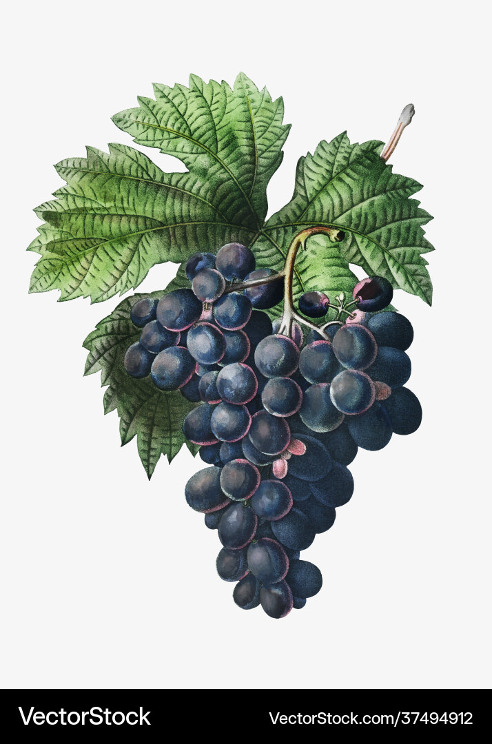 Blue grape cluster Royalty Free Vector Image - VectorStock