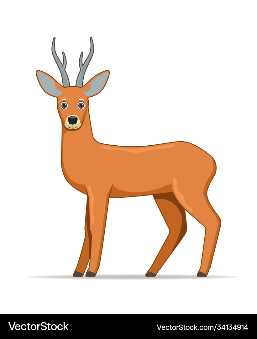Roe deer standing on a white background Royalty Free Vector
