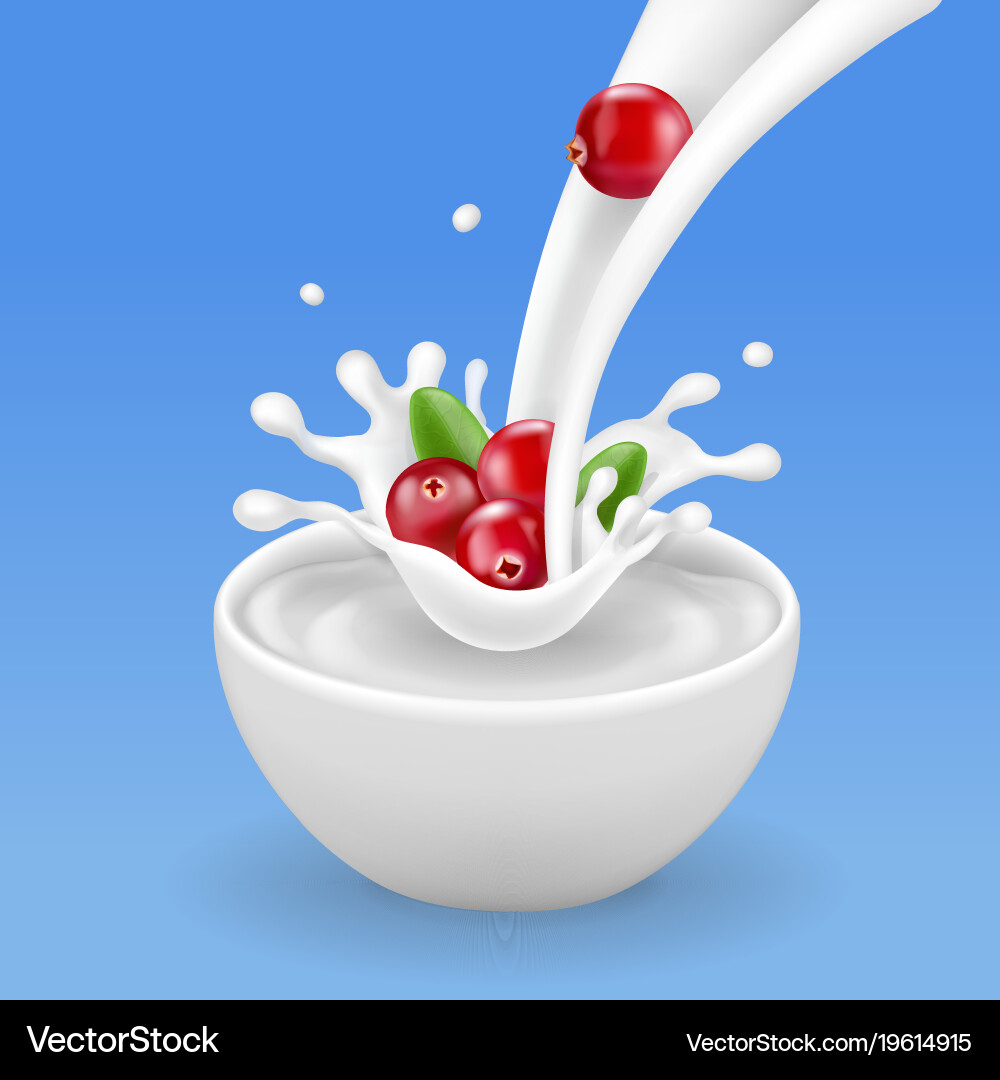 Canberry falling in yogurt bowl milk splash Vector Image