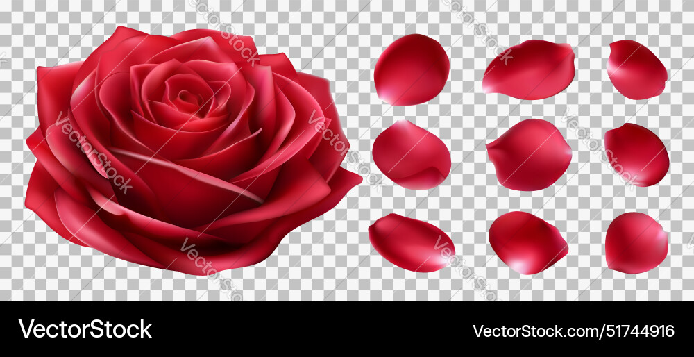Realistic design of beautiful bright red rose Vector Image