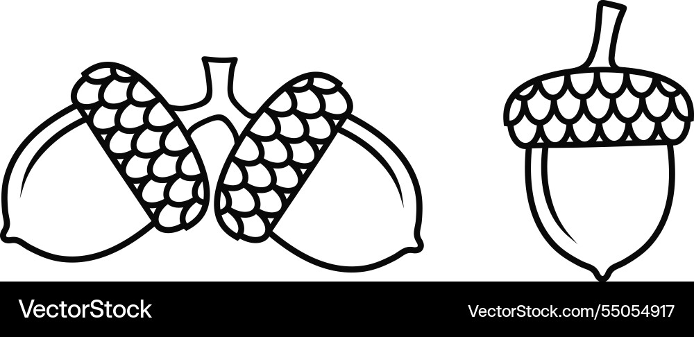 Acorn Royalty Free Vector Image - VectorStock