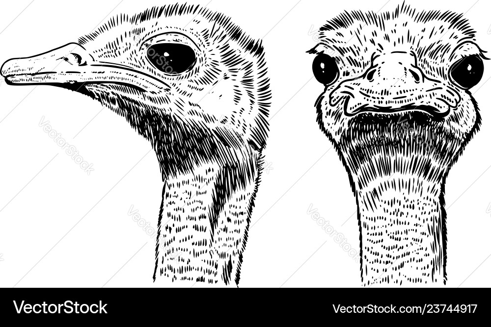 Ostrich on white background design element Vector Image