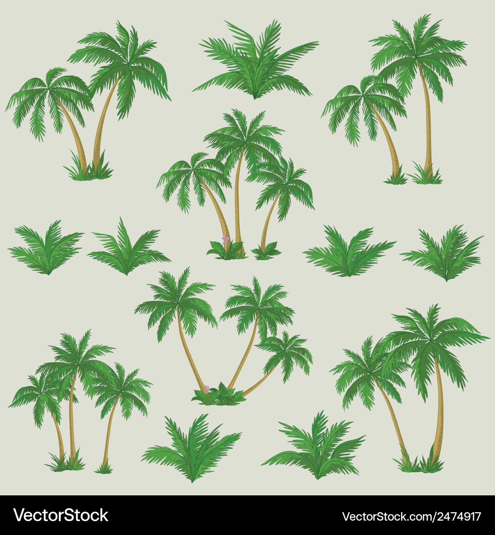 Tropical palm trees set Royalty Free Vector Image