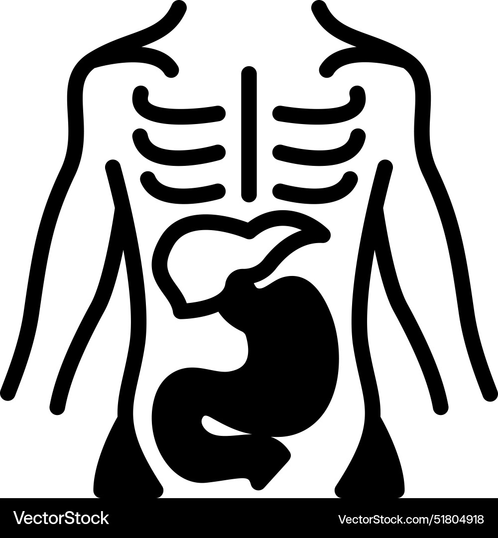 Anatomy Royalty Free Vector Image - VectorStock