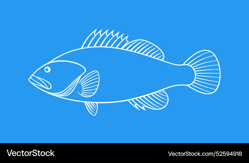 Spotted grouper Royalty Free Vector Image - VectorStock