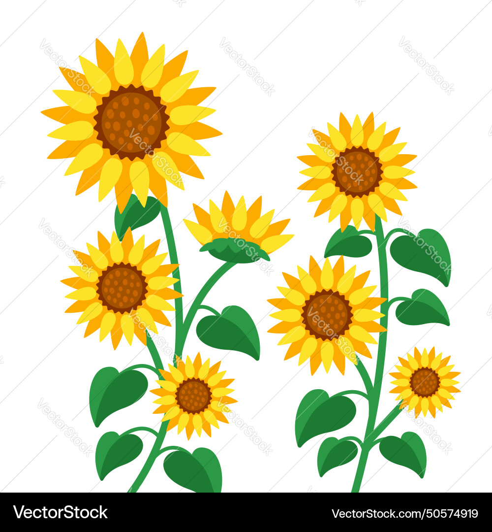 Yellow blooming sunflowers in full Royalty Free Vector Image