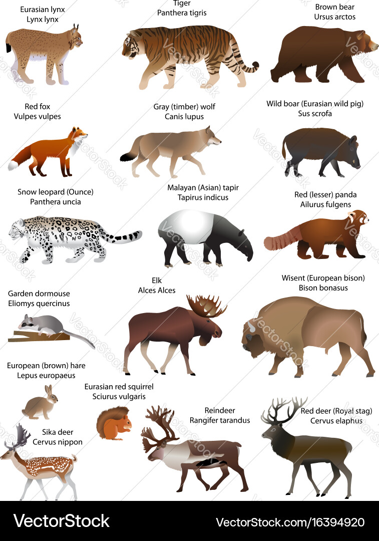 Animals of eurasia Royalty Free Vector Image - VectorStock