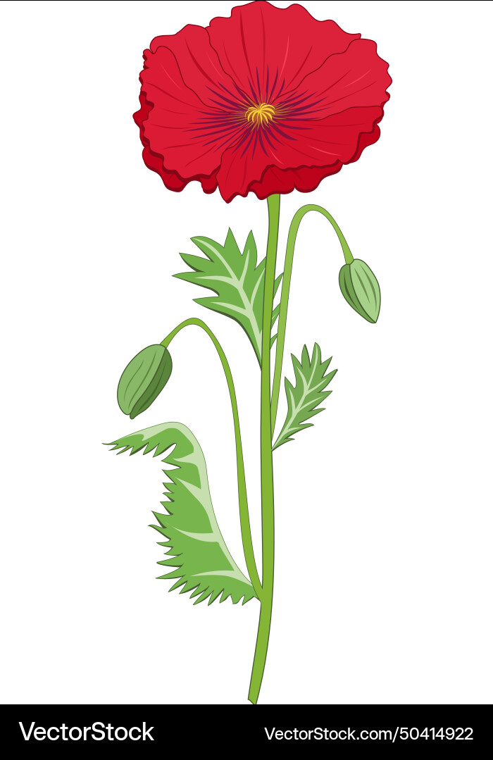 Anemone flowers Royalty Free Vector Image - VectorStock