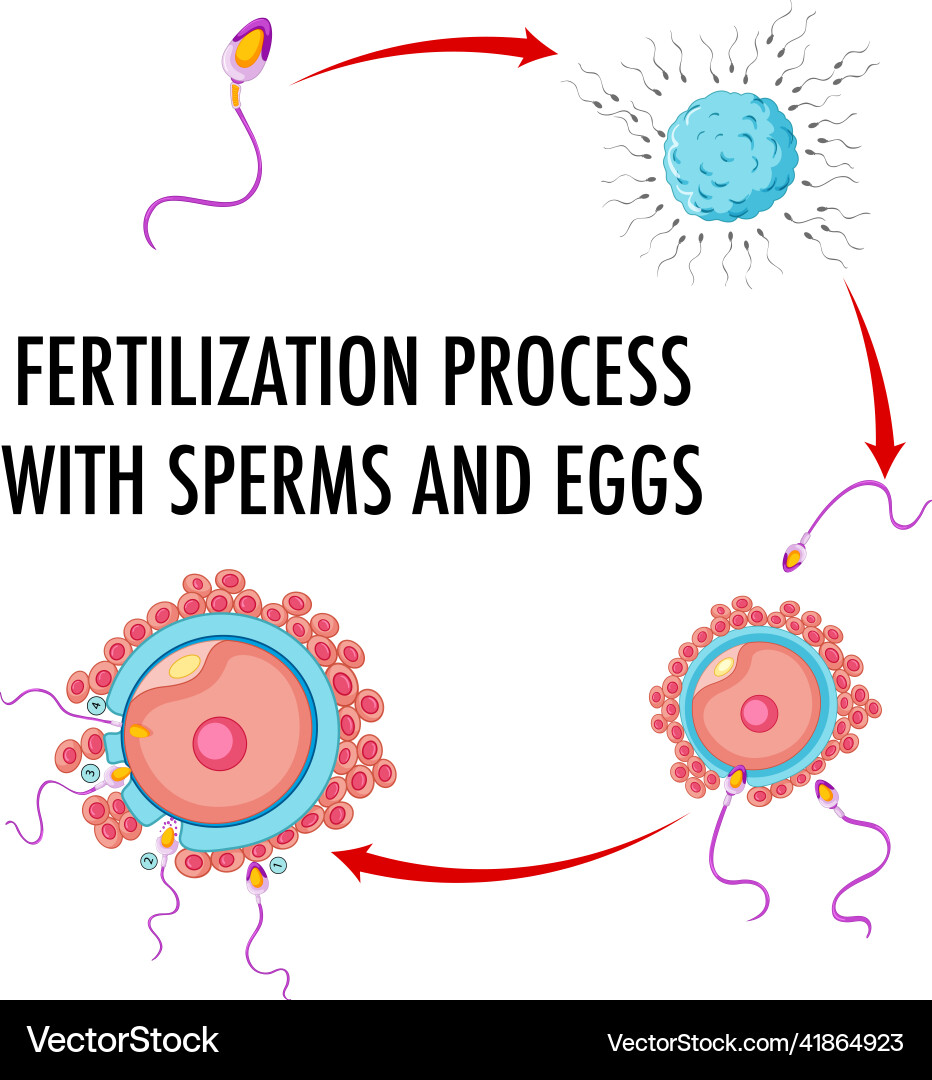 Diagram showing fertilization process Royalty Free Vector
