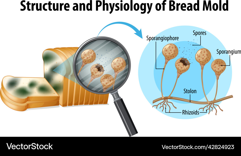 Structure and physiology of bread mold Royalty Free Vector