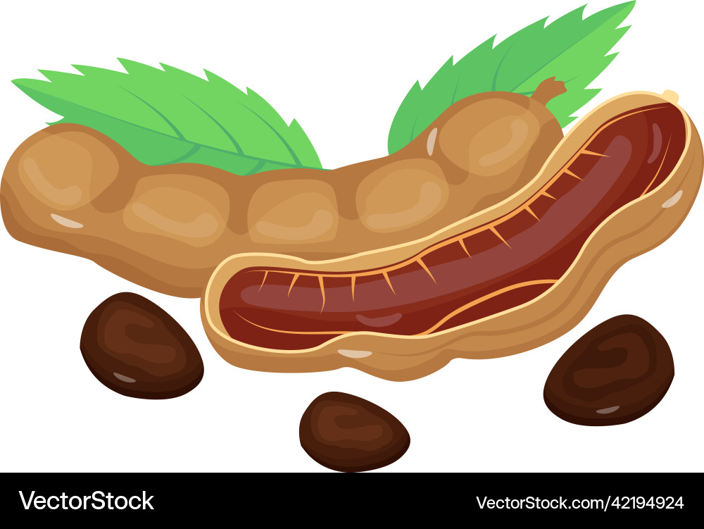 Tamarind Royalty Free Vector Image - VectorStock