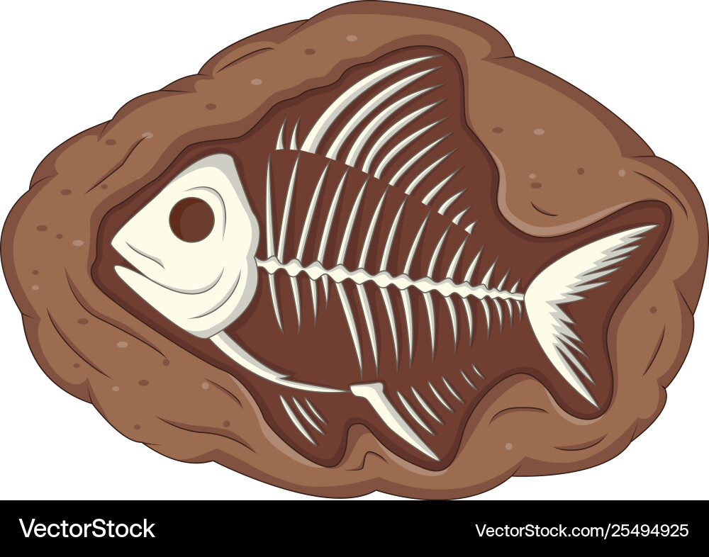 Fish Skeleton Fossil Vector Images (over 310)