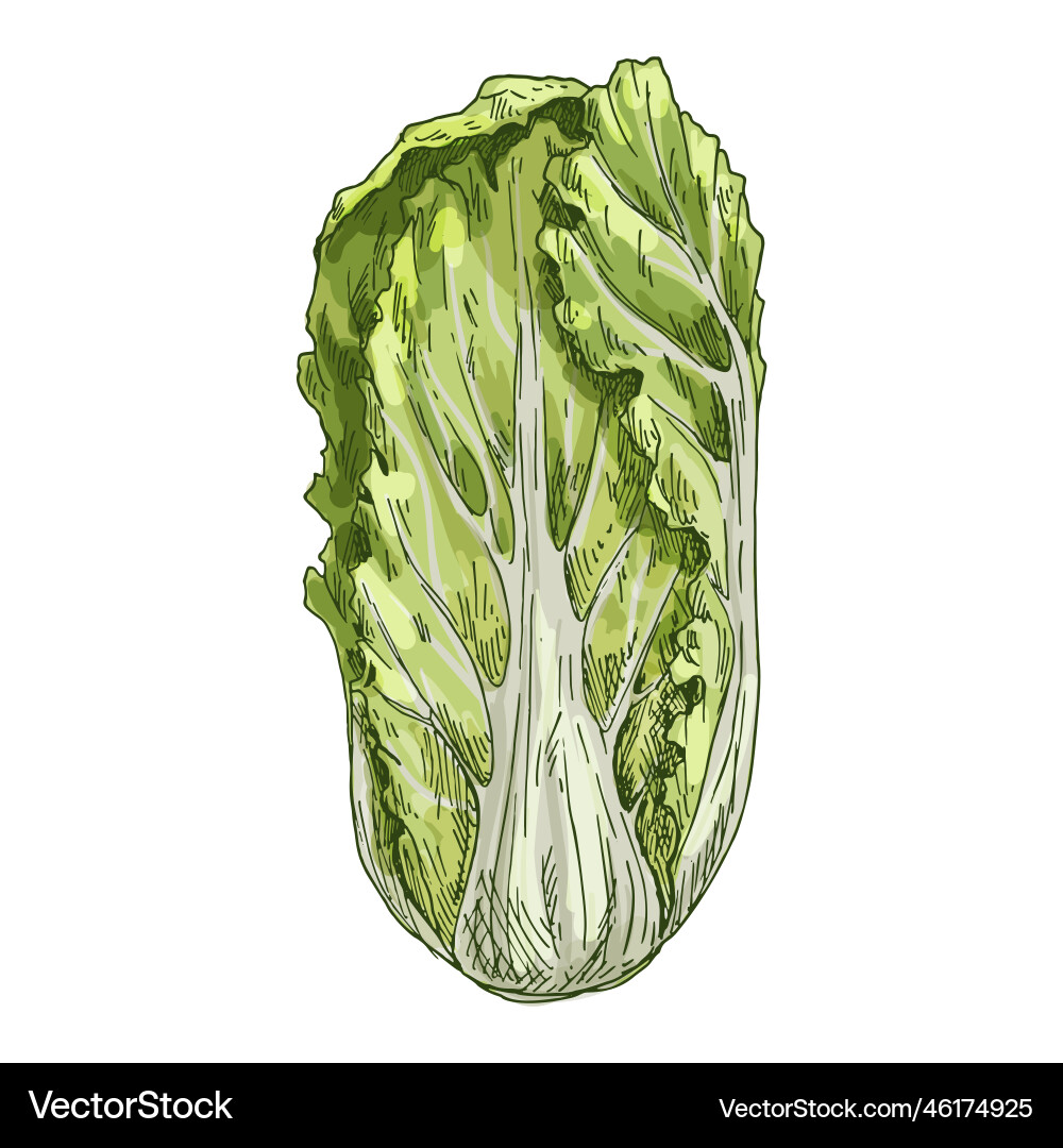 Sketch of chinese cabbage Royalty Free Vector Image