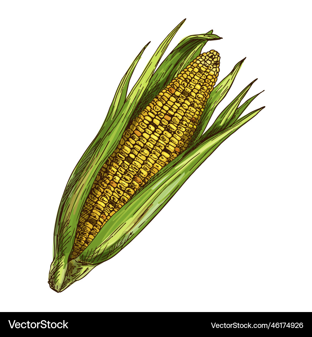 Hand-Drawn Corn Sketch Royalty Free Vector Image