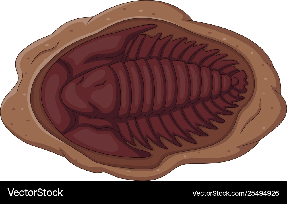 Trilobite fossil on a white background Royalty Free Vector