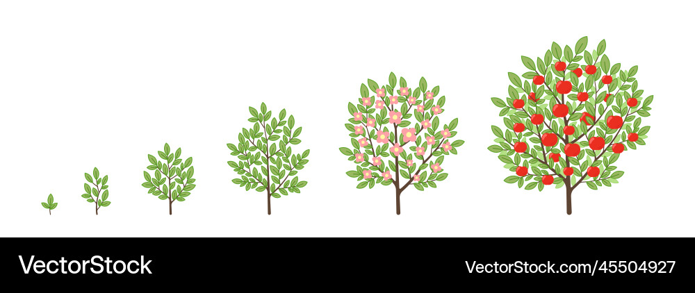 Apple tree growth stages fruit life cycle Vector Image