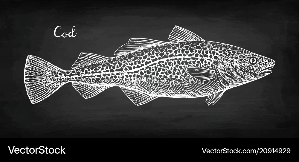 Chalk sketch of cod fish Royalty Free Vector Image