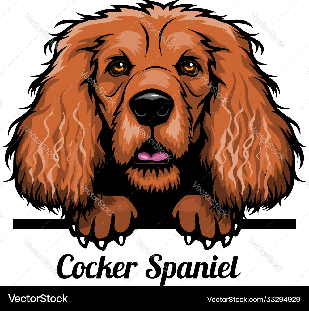 Cocker spaniel - color peeking dogs breed face Vector Image