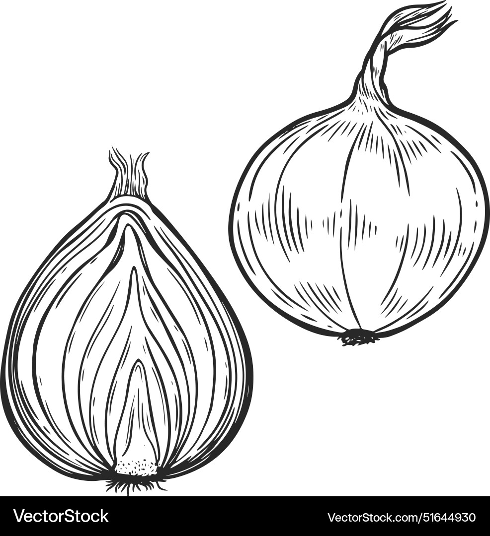 Engraved onions line drawing isolated on white Vector Image