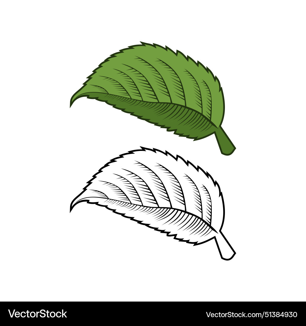 Hydrangea leaf design Royalty Free Vector Image