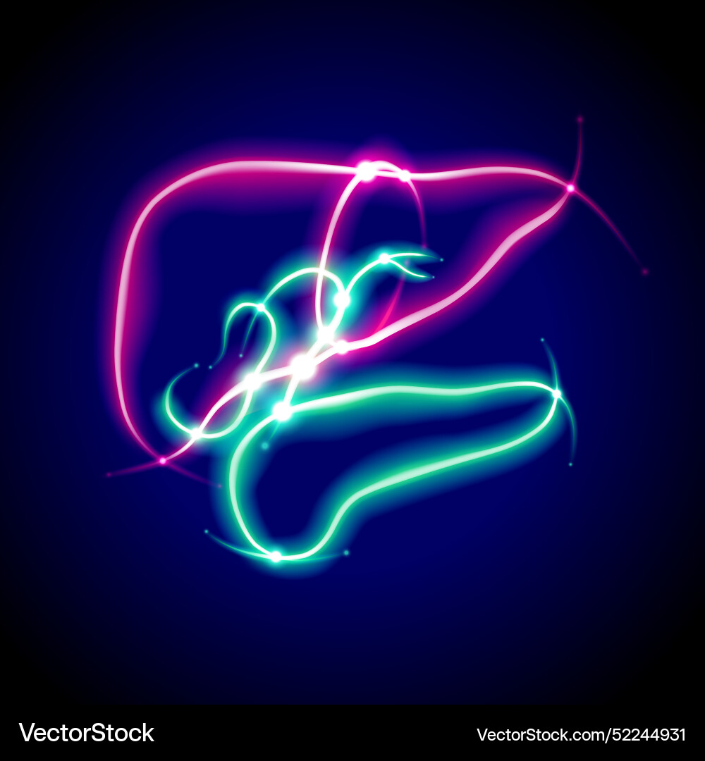 Human Liver and Pancreas Anatomy Royalty Free Vector Image