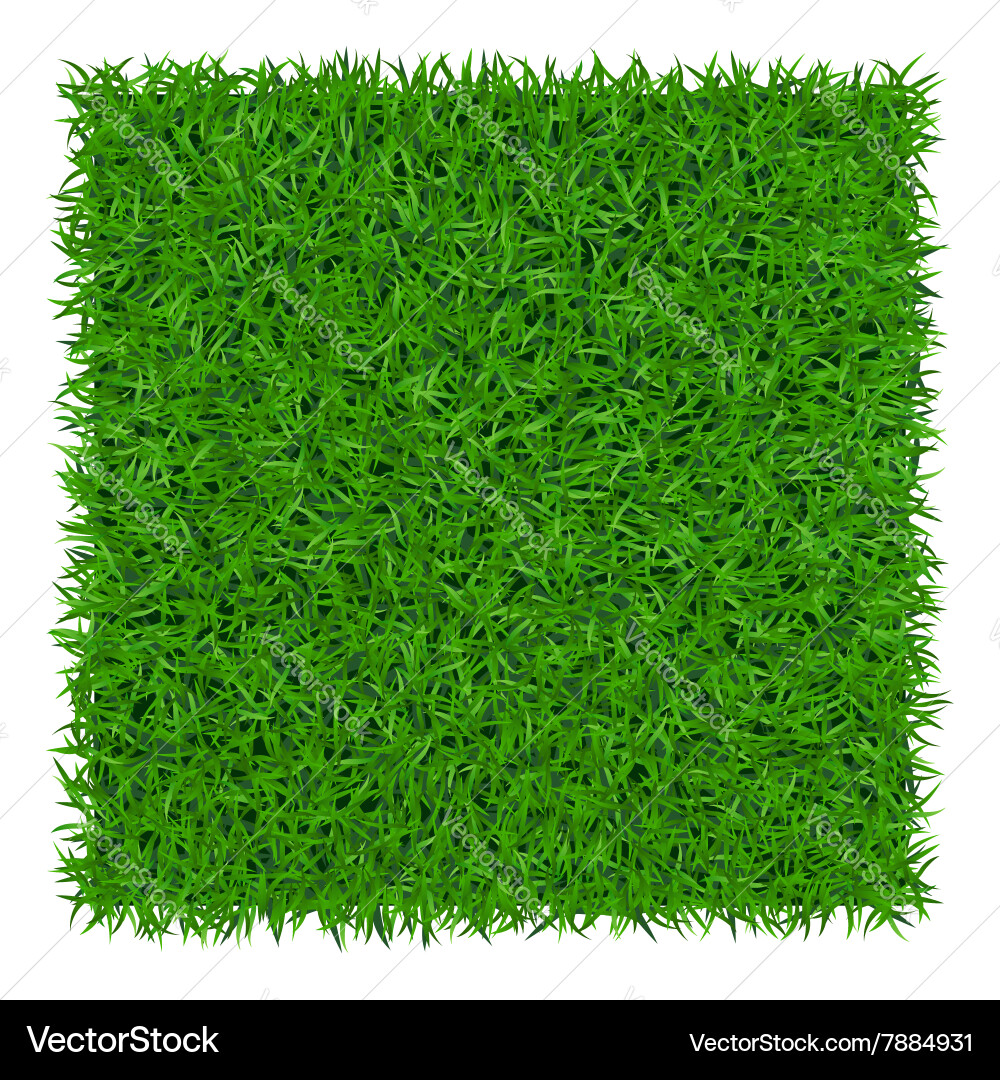 Lawn Grass Texture Background Royalty Free Vector Image