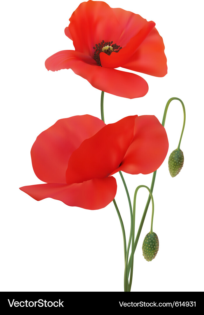 Poppy Royalty Free Vector Image - VectorStock