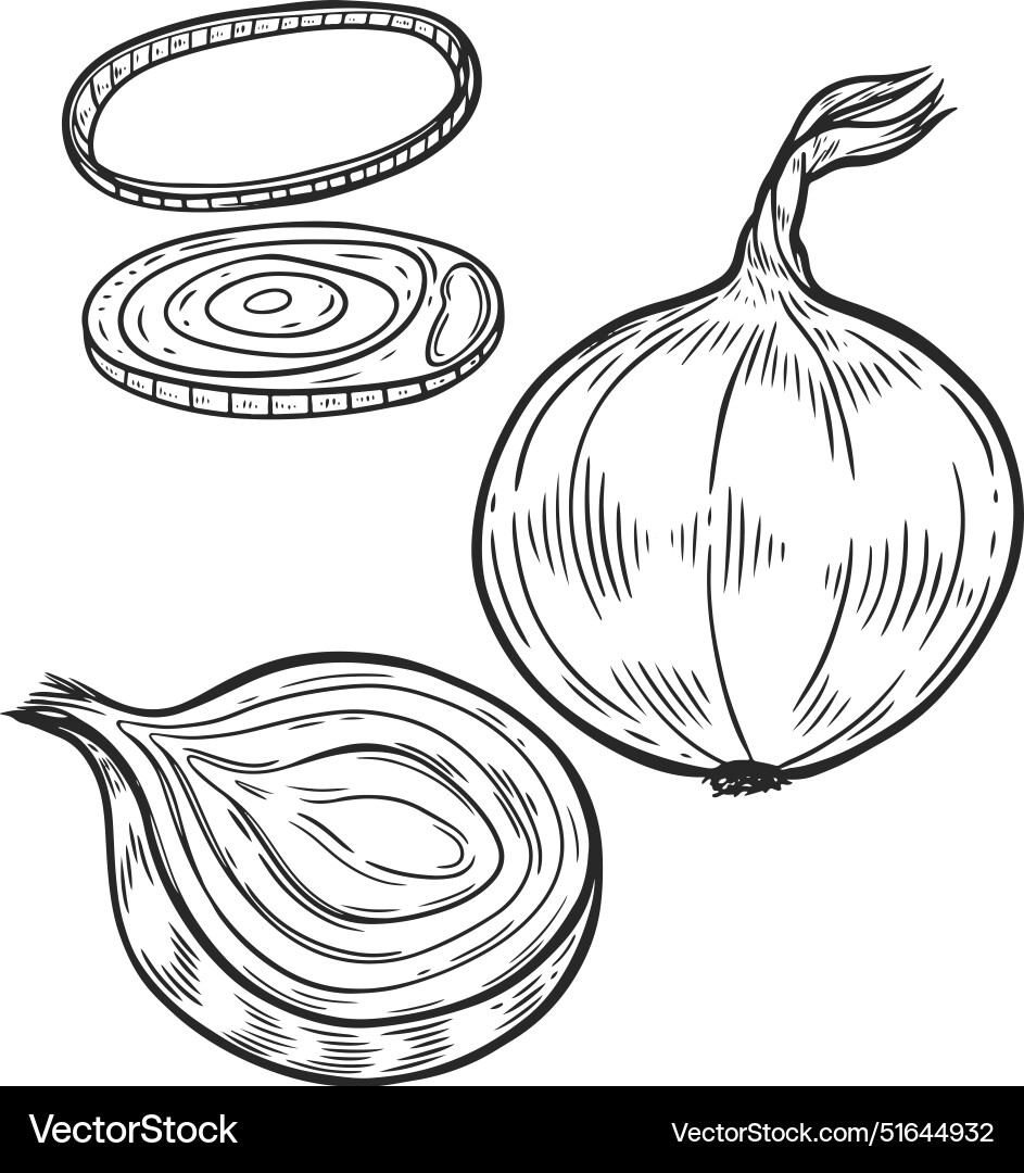 Engraved onions set isolated on white background Vector Image