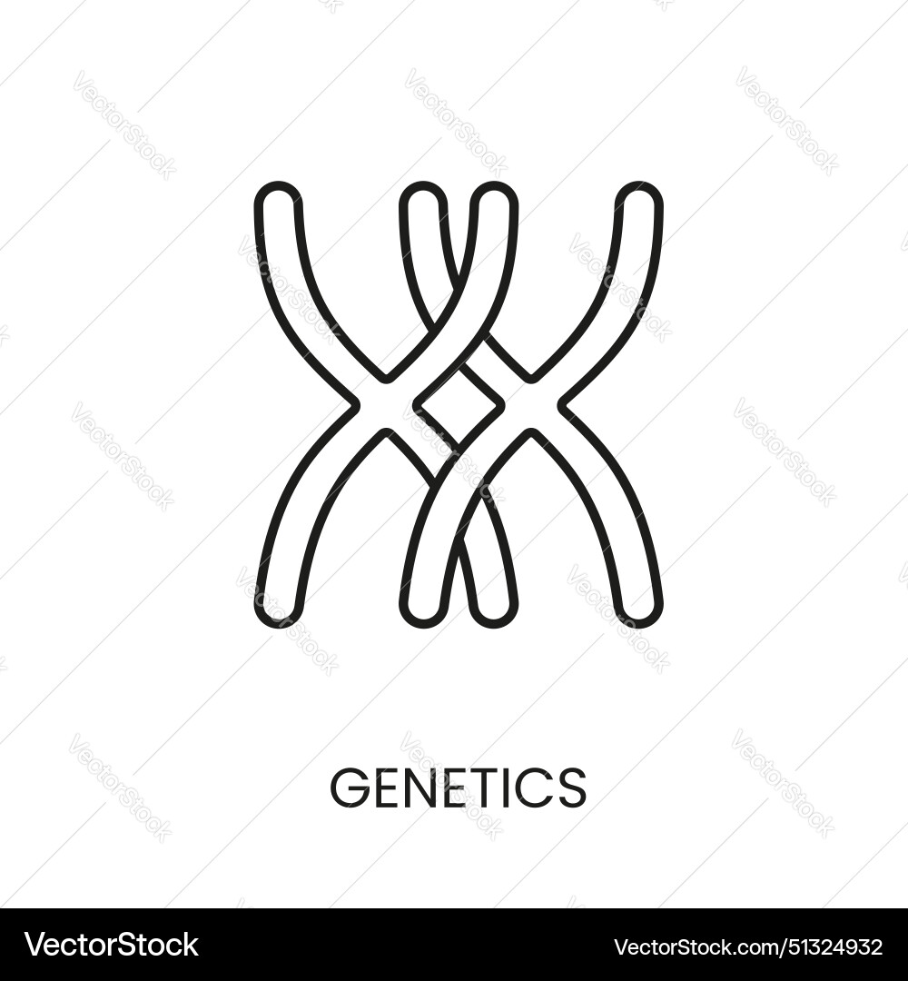 Genetics pair of chromosomes line icon Royalty Free Vector