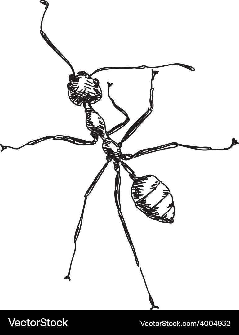 Sketch of ant Royalty Free Vector Image - VectorStock
