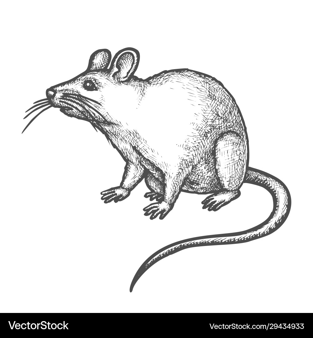 Cute Hand-Drawn Rat Sketch Royalty Free Vector Image