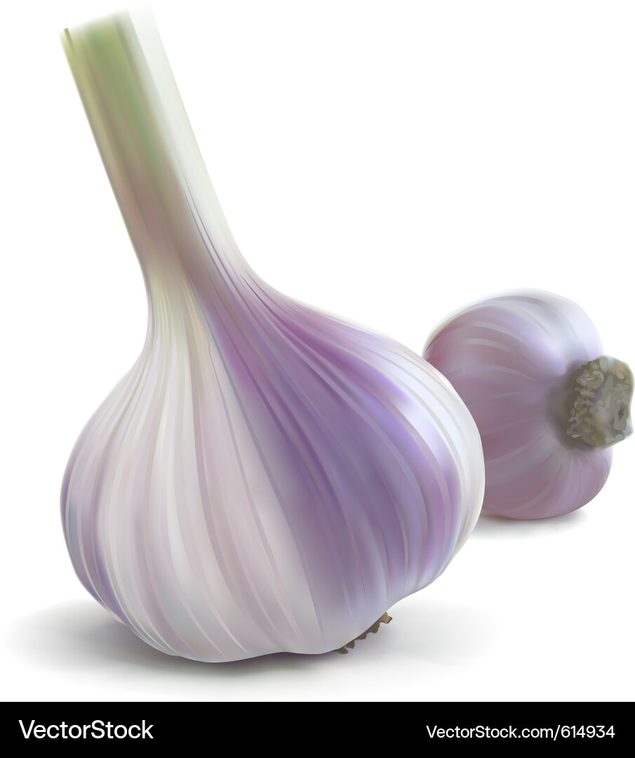 Garlic fresh Royalty Free Vector Image - VectorStock