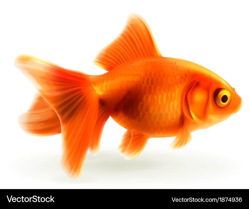Goldfish photorealistic Royalty Free Vector Image