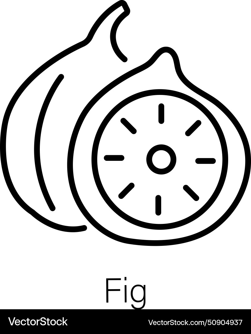 Fig Royalty Free Vector Image - VectorStock