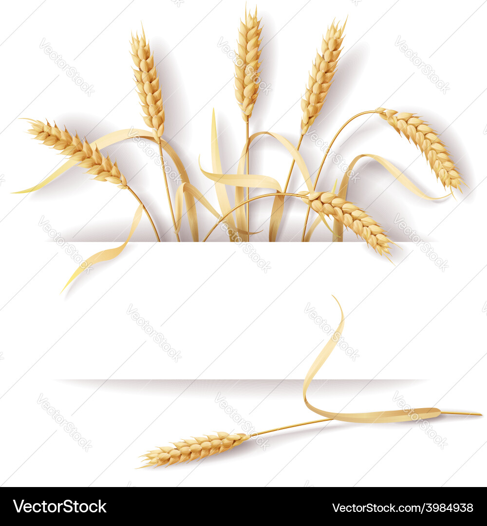 Wheat Images Free Vectors Stock Photos Psd 4,009 Wheat Field Vector