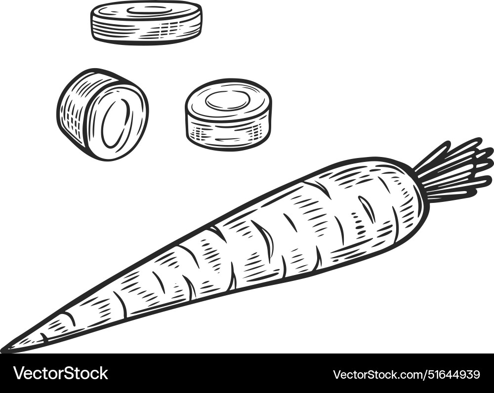 Engraved carrots line drawing isolated on white Vector Image