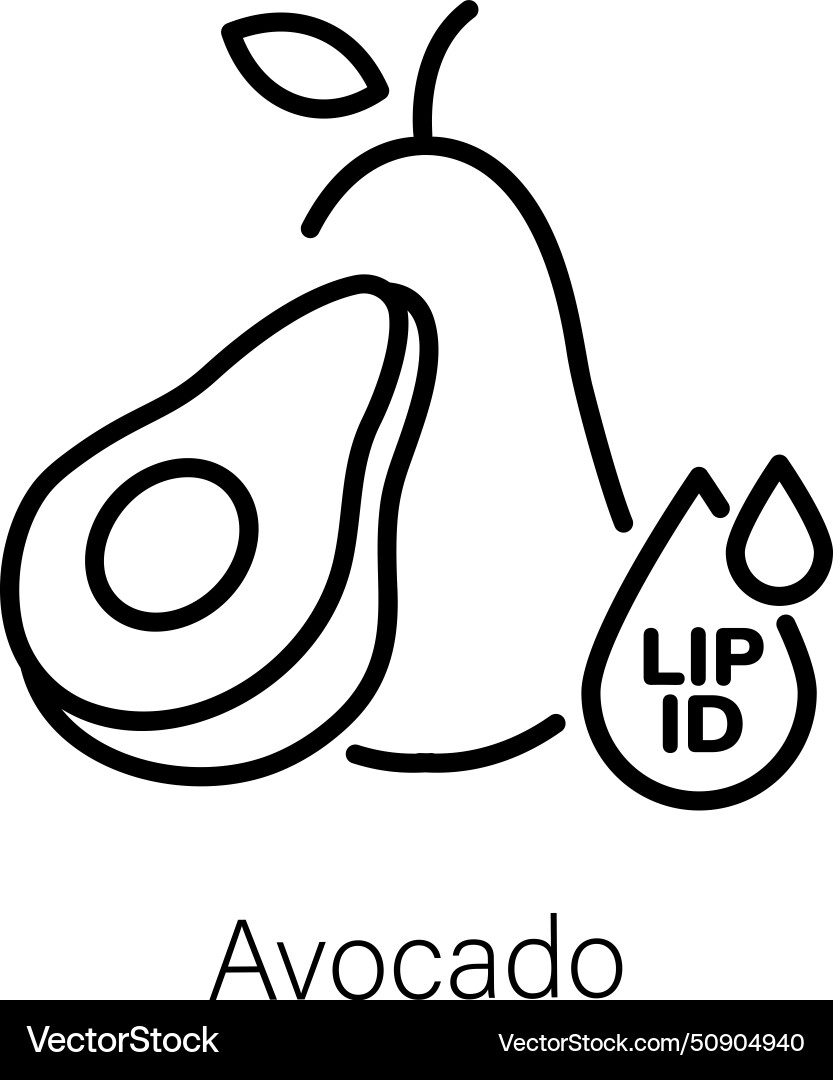 Avocado Royalty Free Vector Image - VectorStock