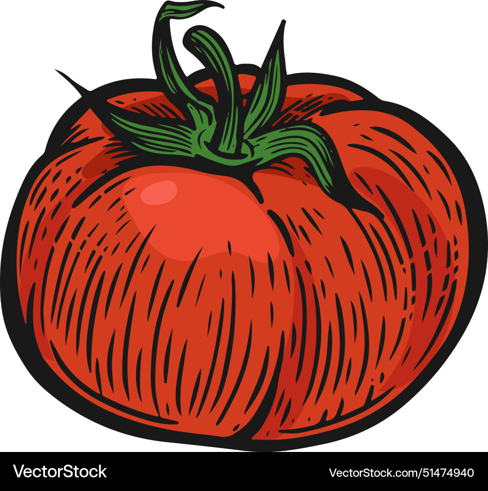 Red tomato line drawing isolated on white Vector Image