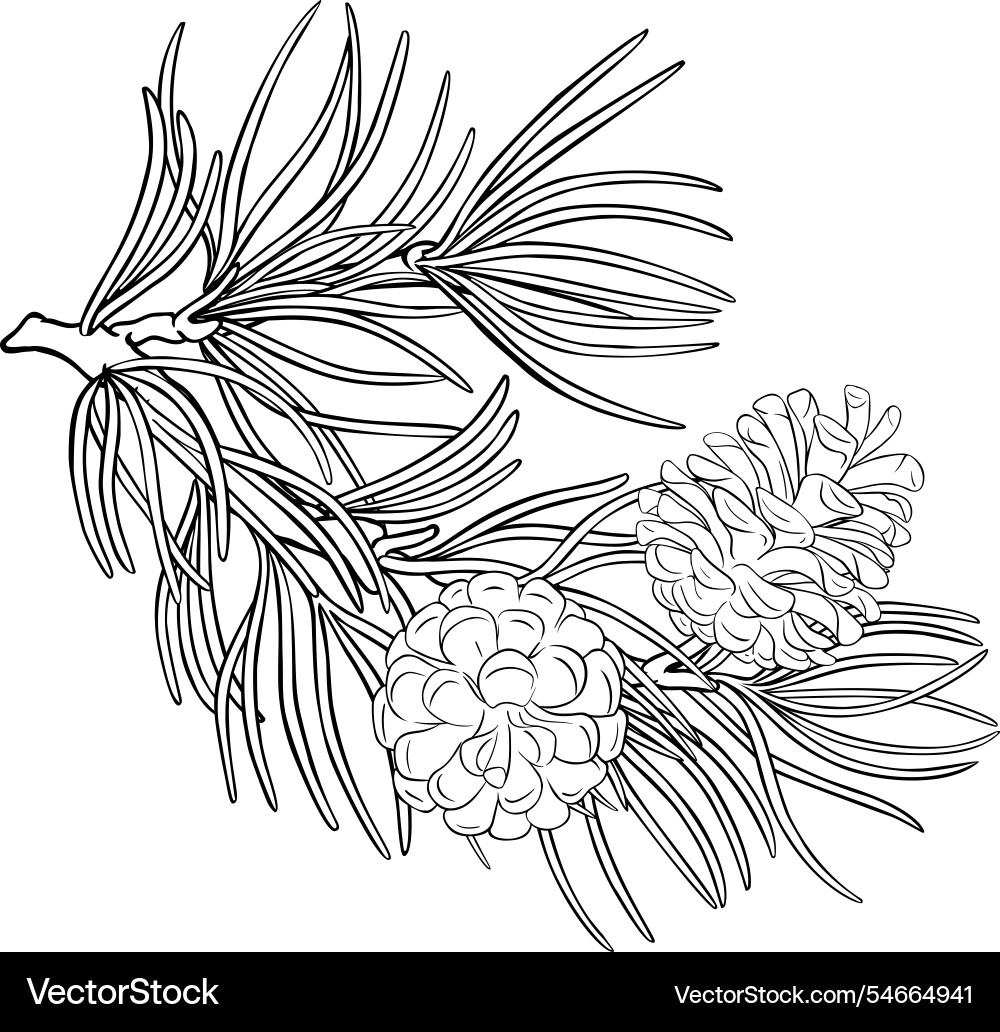 Pine branch isolated outline Royalty Free Vector Image