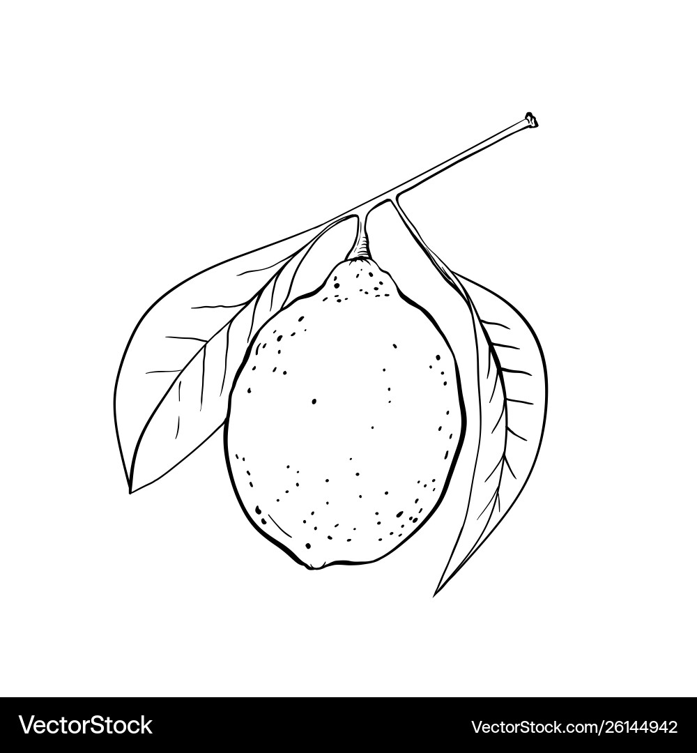 Lemon Sketch - Botanical Line Art Royalty Free Vector Image