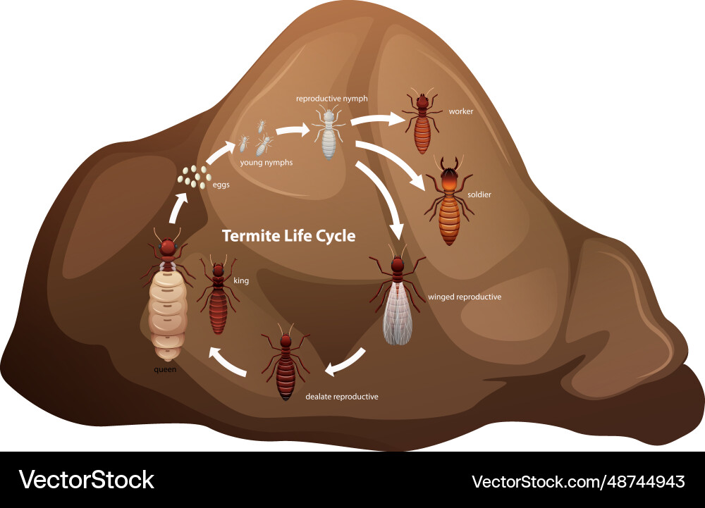 Termite Life Cycle Diagram Royalty Free Vector Image