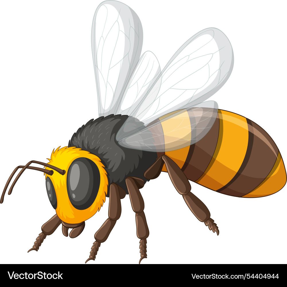 Detailed of a honey bee Royalty Free Vector Image