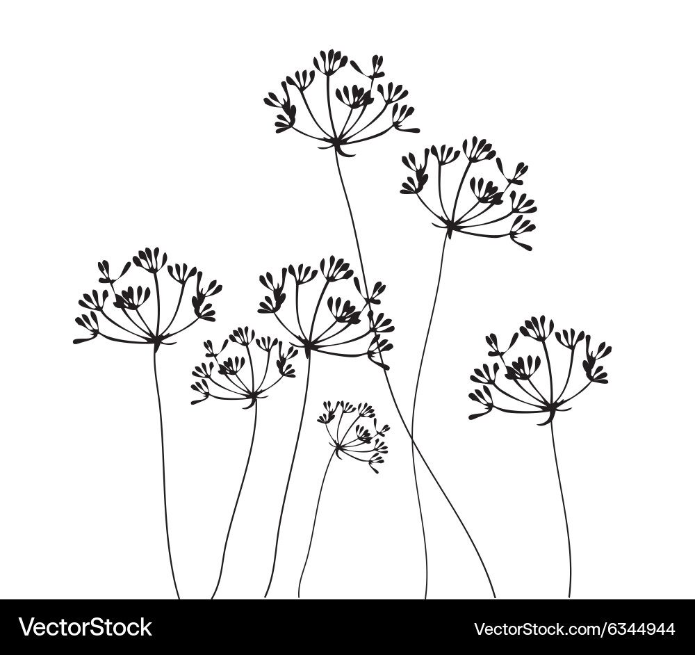 Fennel flower Royalty Free Vector Image - VectorStock