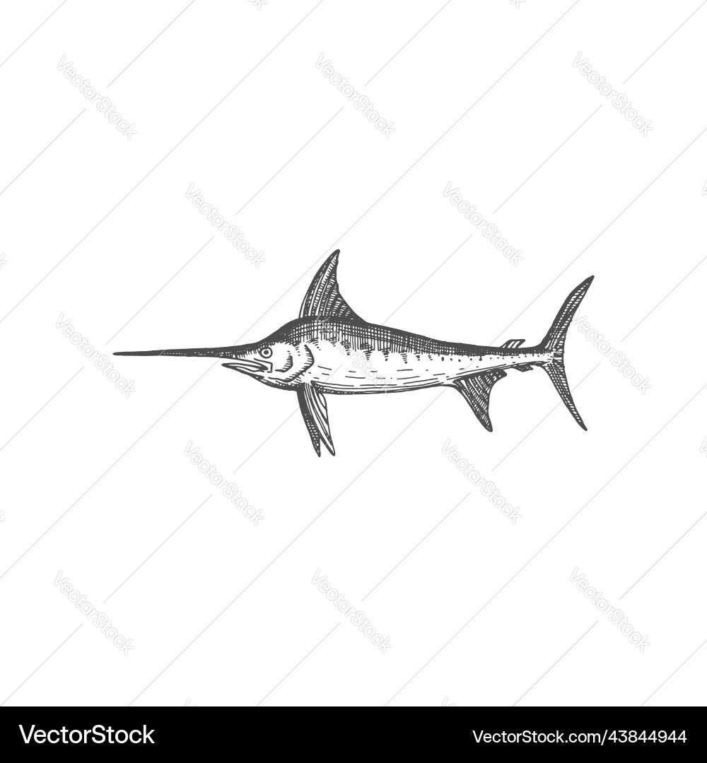 Swordfish - Marine Billfish Sketch Royalty Free Vector Image