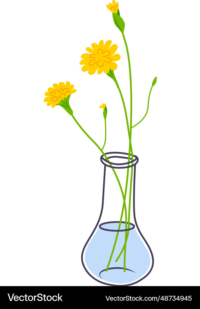 Blooming flowers in vase home decoration Vector Image