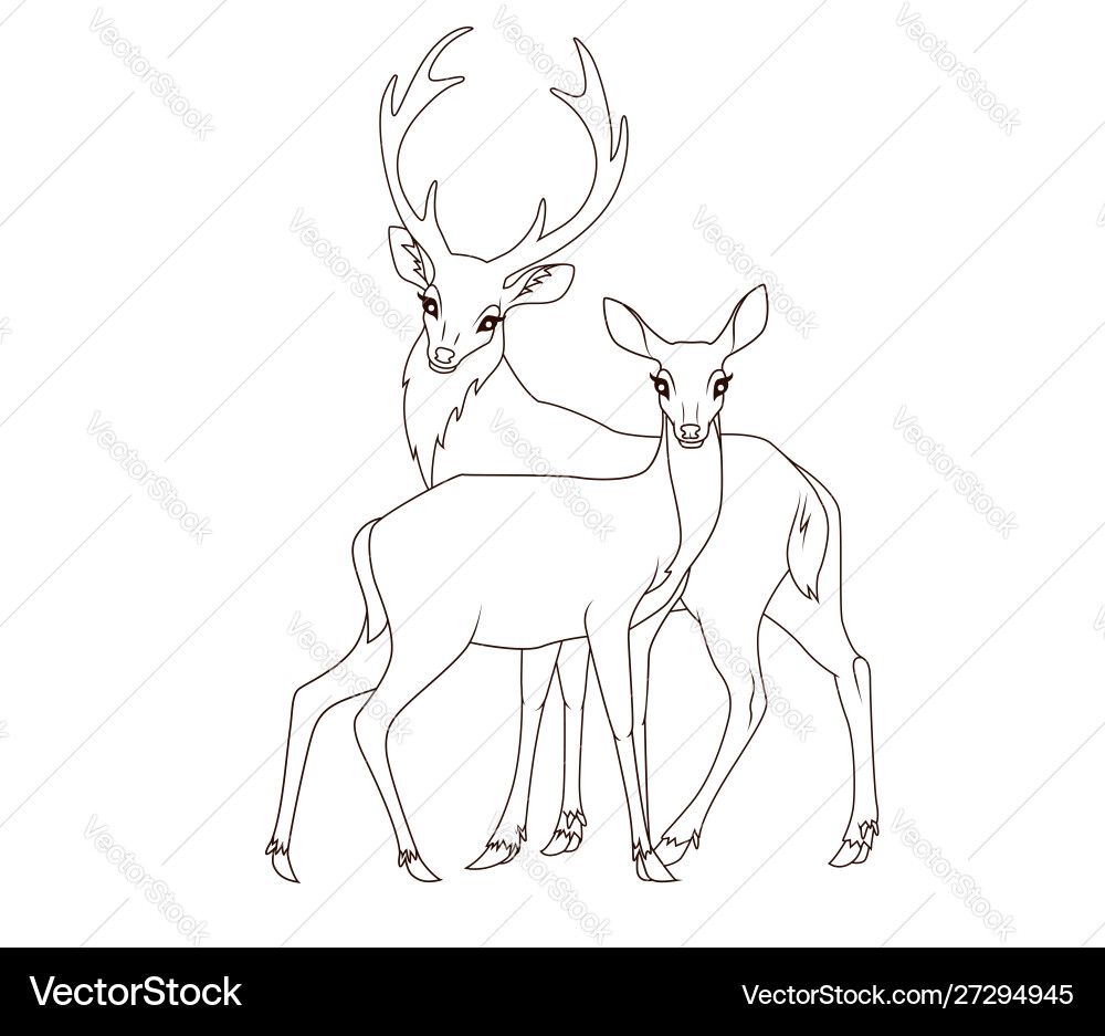 Coloring book couple deers isolated Royalty Free Vector