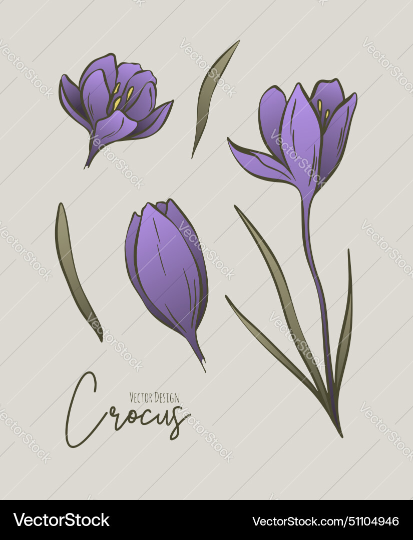 Botanical colored set of line crocus flowers Vector Image