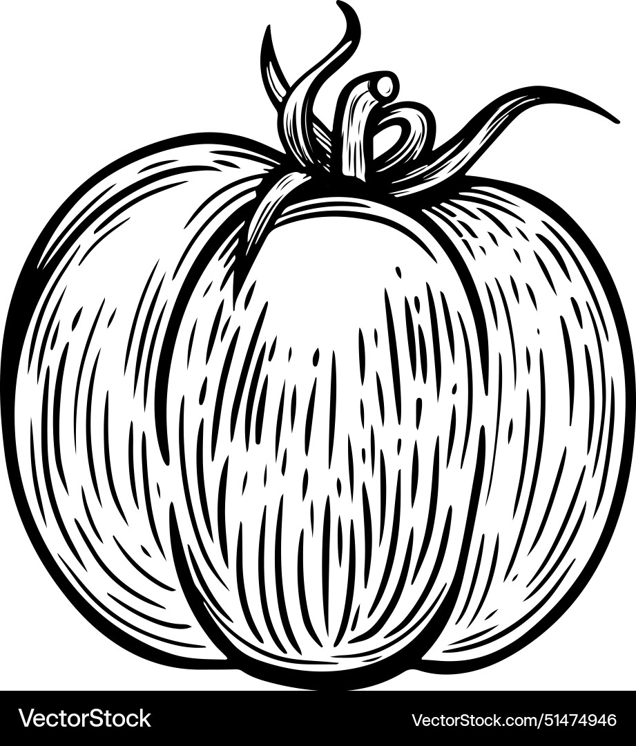 Red tomato line drawing isolated on white Vector Image